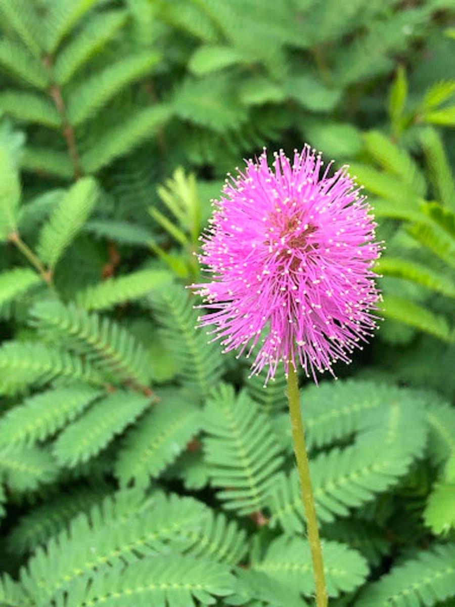 Sensitive Mimosa 35+ Seeds - Perfect for Planting and Gifting – Seeds ...