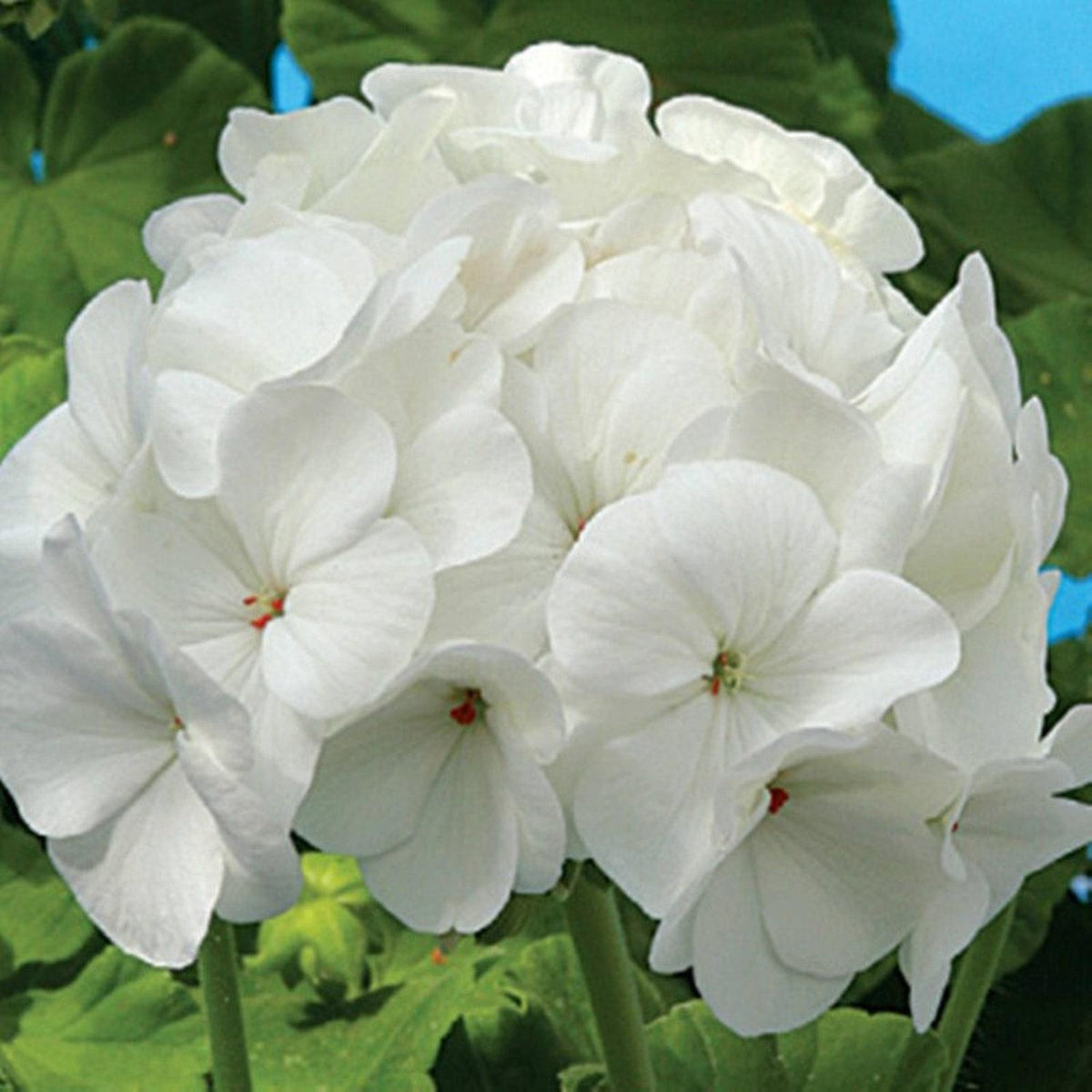 Geranium Zonal Blanca F1 Seeds Flowering For Planting 100+ Seeds - Per ...