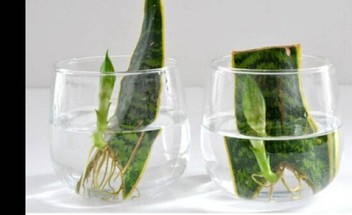 50+ Seeds Sansevieria Snake Plant Seeds - Perfect for Planting and Gif ...