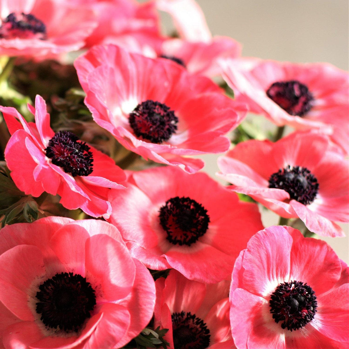 Italian Anemone Mistral Plus Rosa Shocking (35+ Seeds ) Seeds - Perfec ...