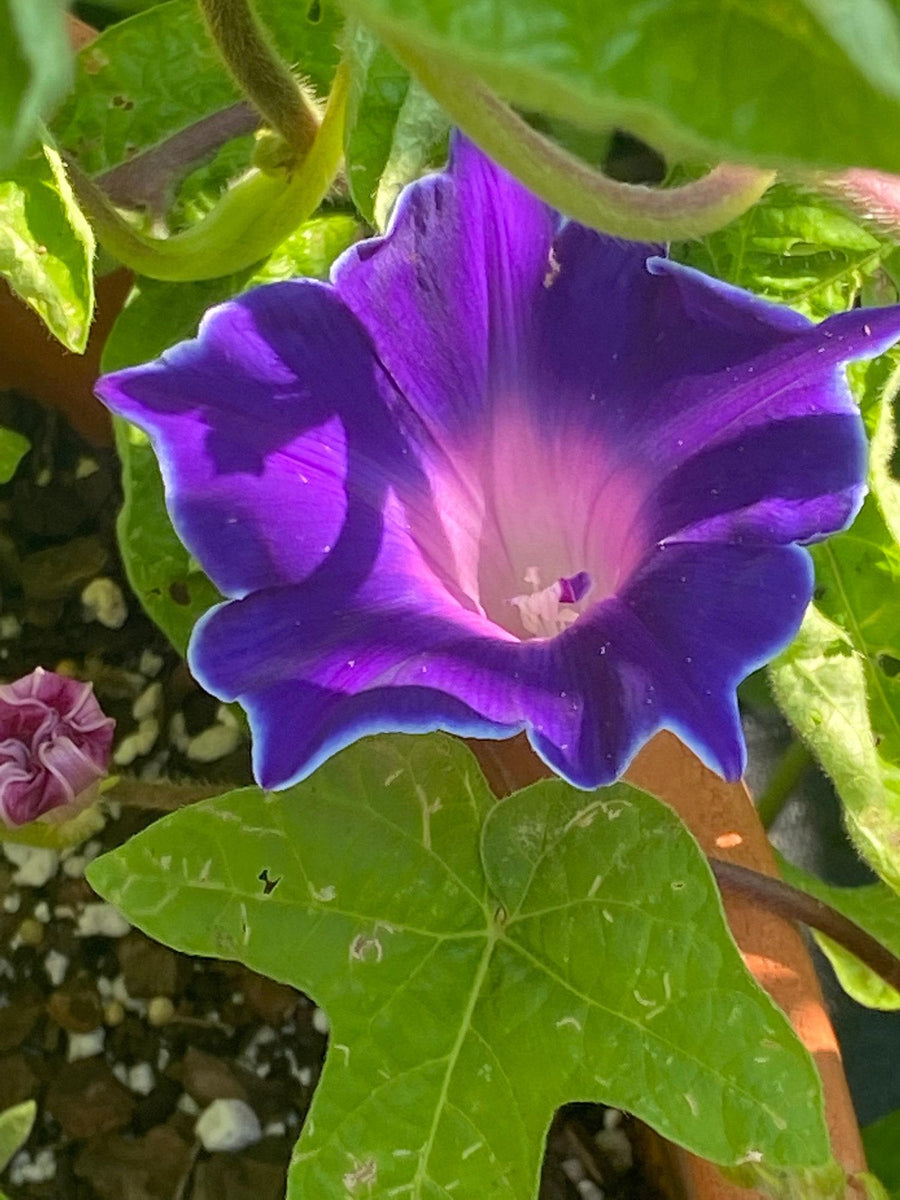 Morning Glory Double Blue (picotee) Flower Seeds 35+ Seeds - Perfect f ...