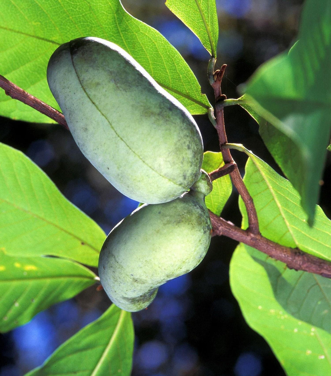 American Papaw Fruit Paw Paw Tree Native Asimina Triloba, 35+ Seeds La ...