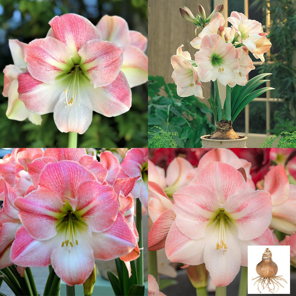 Jumbo Amaryllis Apple Blossom Dutch Hippeastrum Sz 100+ Seeds Barbados ...