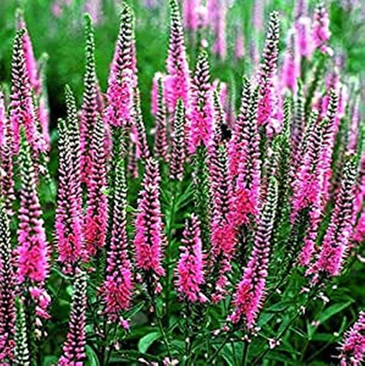 Veronica Pink Goblin Spicata Speedwell 35+ Seeds Highly Attractive To ...