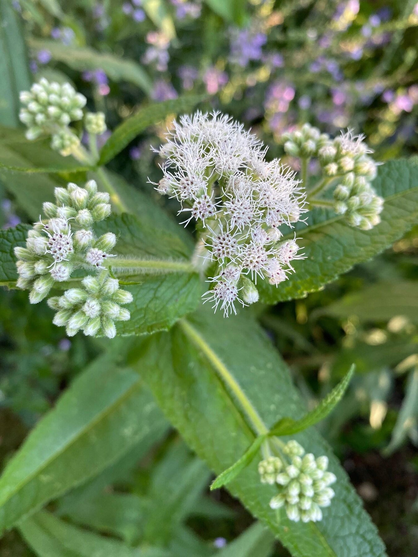 50+ Seeds Common Boneset Eupatorium Perfoliatum Aster Family (asterace ...
