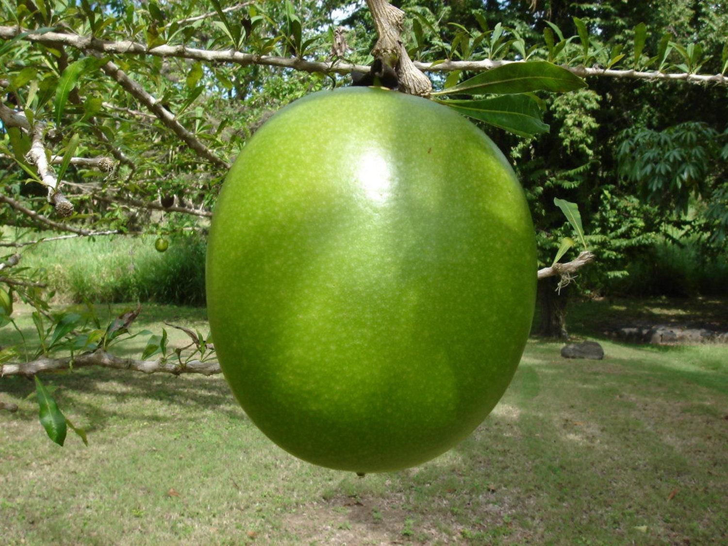Ash Tree – Seeds World Garden