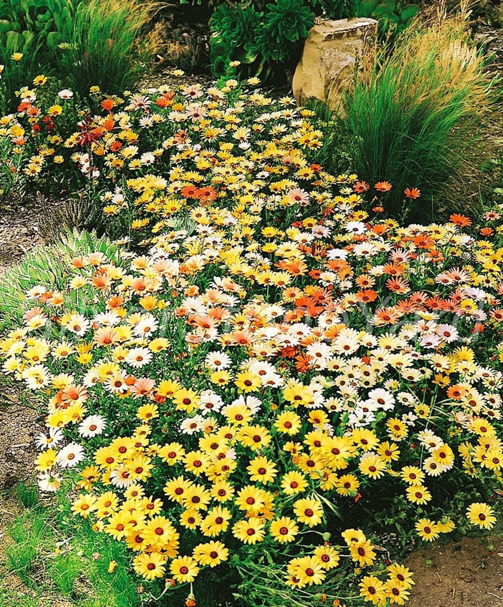 Dimorphotheca Seeds, 100+ Seeds Mix African Daisy, Dimorphoteca Aurant ...