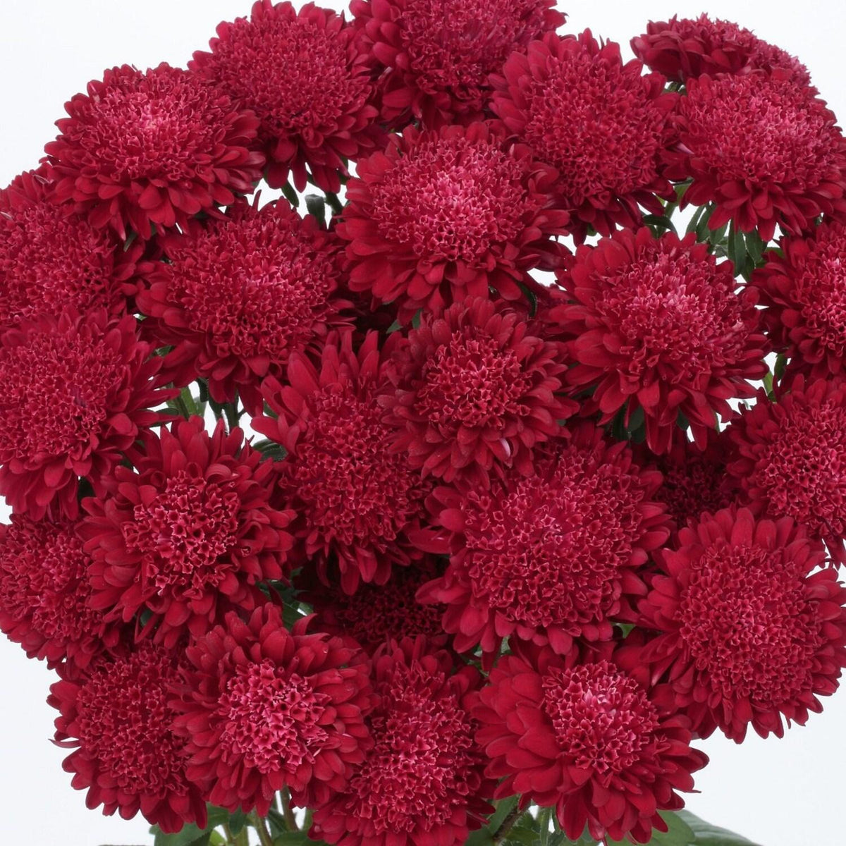 Aster Seeds 50+ Seeds Aster Bonita Scarlet Cut Flower Seeds - Perfect ...