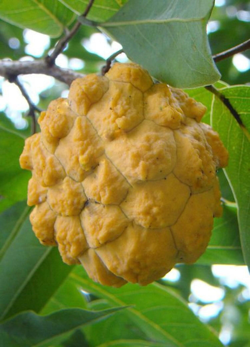 Ana Aurantiaca Savanna Custard Apple 35+ Seeds Fresh Seeds In Pack - P ...