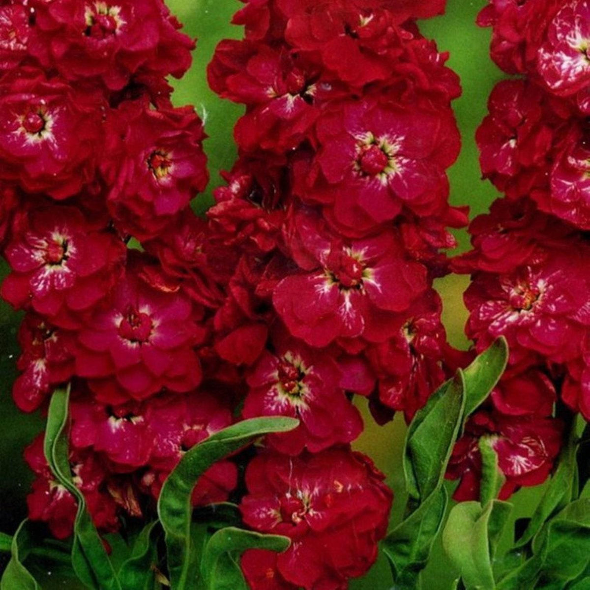 Hoary Stock Pink Viking Seeds Annual Flowering For Planting 100+ Seeds ...
