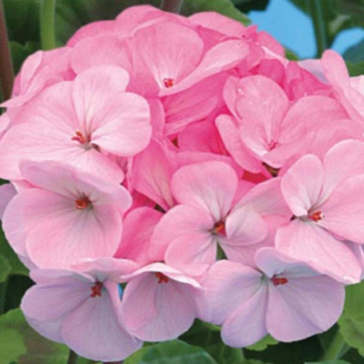 Geranium Zonal Gentle Bright Pink F1 Seeds Flowering For Planting 100 ...