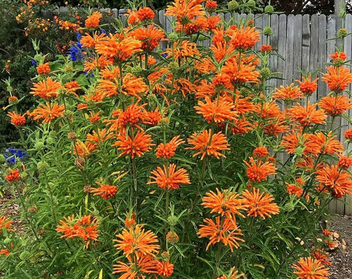 100+ Seeds Orange Bee Balm Seeds, Monarda Flower, Hummingbird Flower S ...