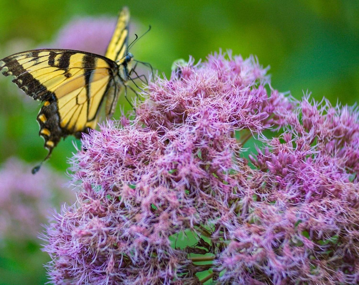 Sweet Joe Pye Weed, Purple Pink Joe Pyeweed, 100+ Seeds, Monarch Butte ...