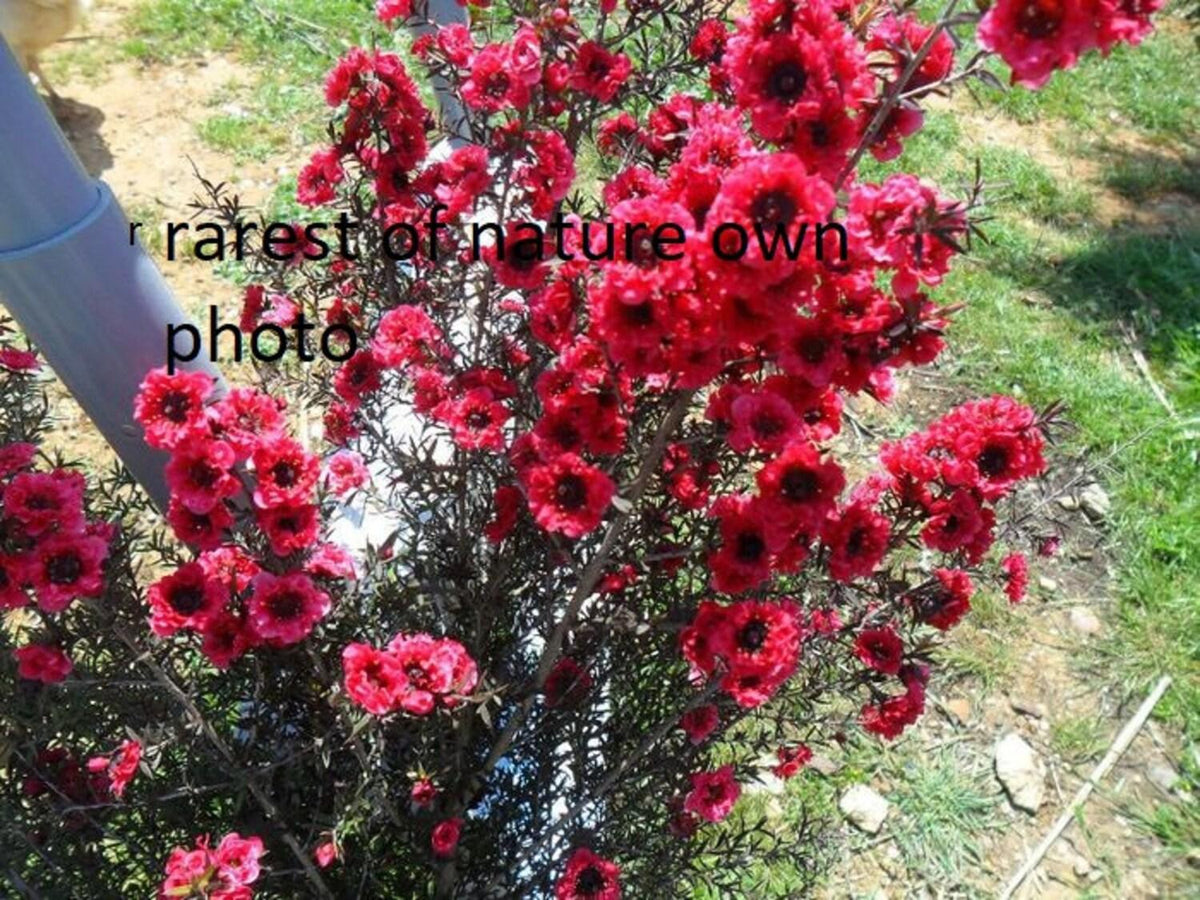 Leptospermum Scoparium Red Crimson Glory Manuka Honey Bush 50+ Seeds F ...