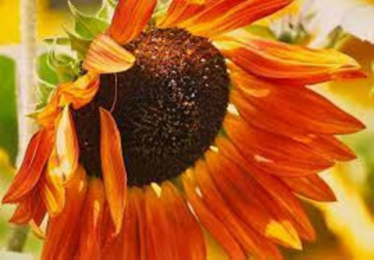 50+ Seeds Crimson Queen Sunflower Seeds - Perfect for Planting and Gif ...