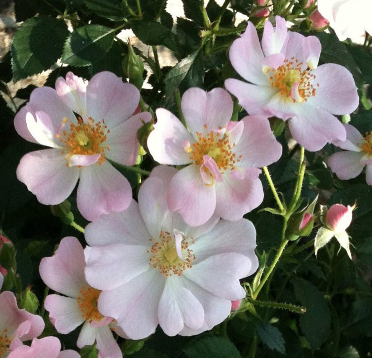 Miniature Rose Seeds Light Pink, 30+ Seeds Per Pack - Perfect for Plan ...