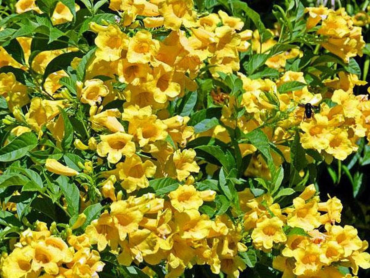 Tecoma Stans Yellow Bells Ginger Thomas Esperanza 35+ Seeds - Perfect ...