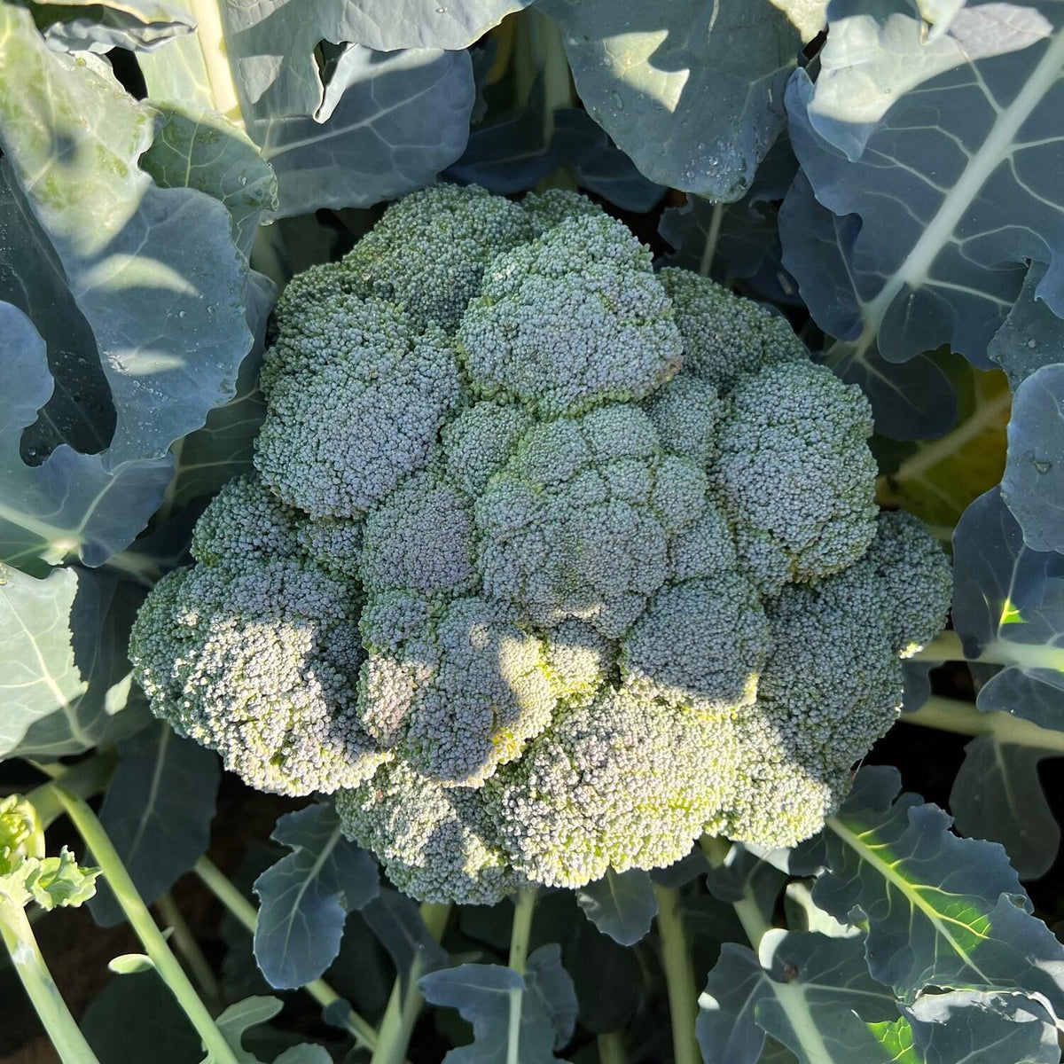 50+ Seeds Marathon F1 Broccoli Seeds, Calabrese Seeds, Untreated, Gard ...
