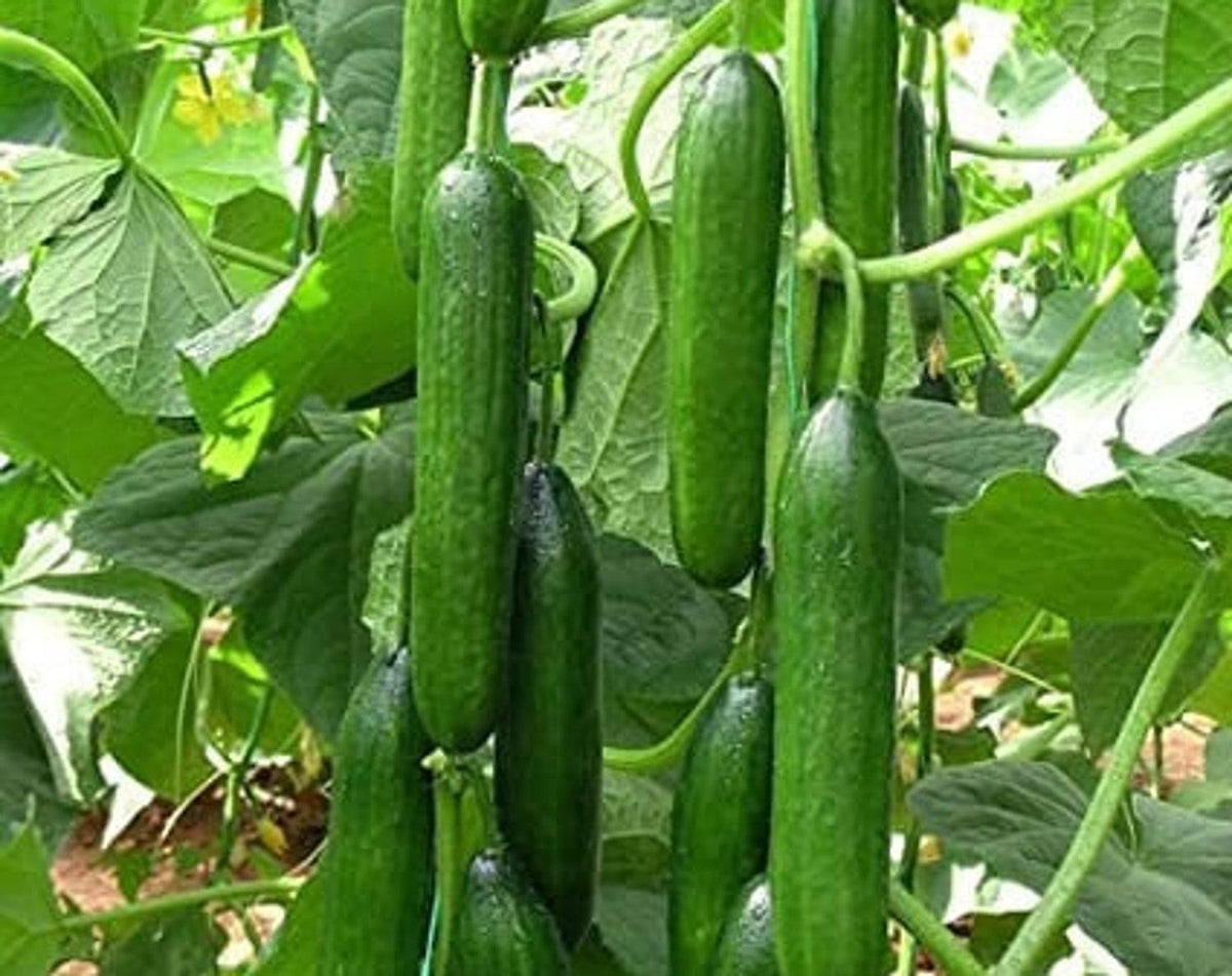 100+ Seeds Beit Alpha F1 Hybrid Cmrmmr Seeds - Perfect for Planting an ...