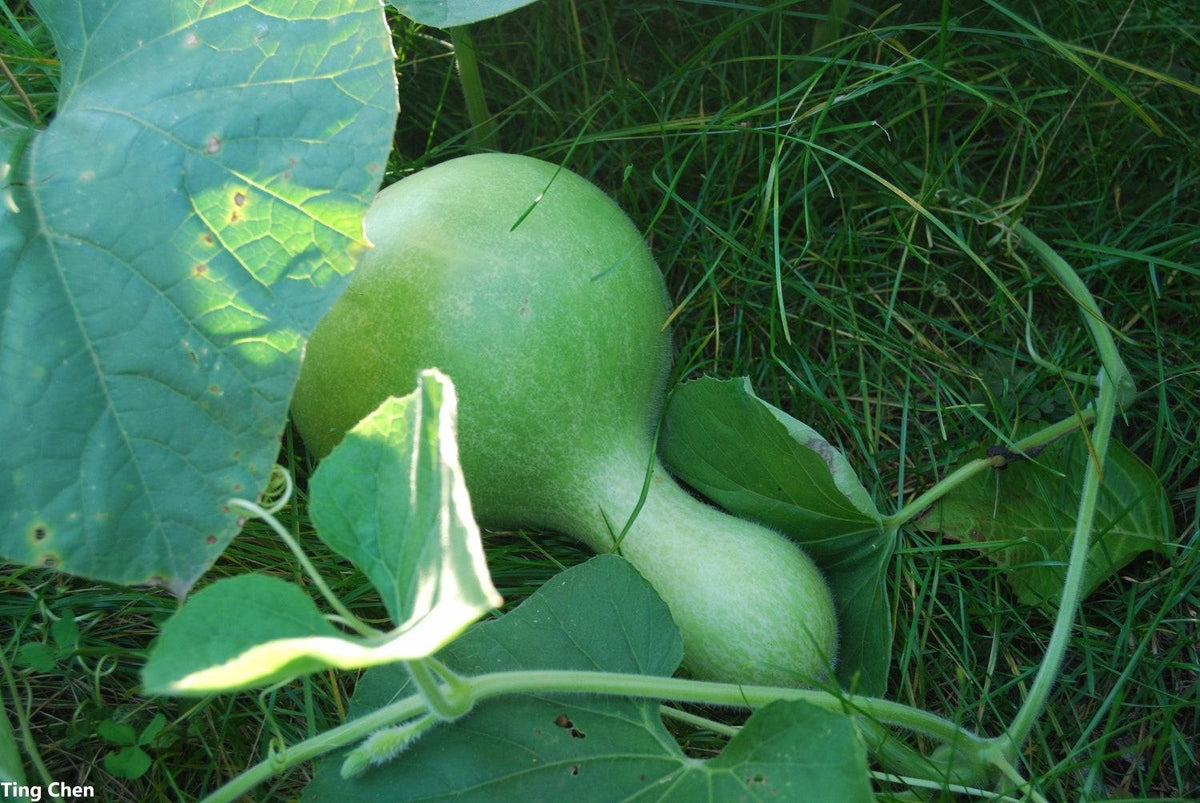 Calabash Lagenaria Siceraria Bottle Gourd Vine Fruits Vegetable 35+ Se ...