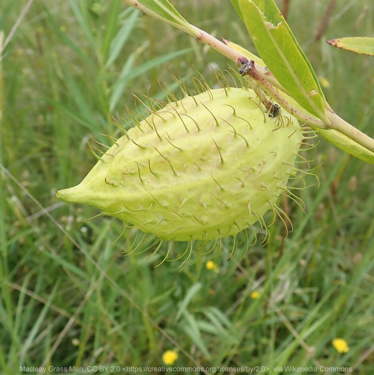 Swan Milkweed (gomphocarpus Fruticosus) Packet Of 35+ Seeds With - Per ...