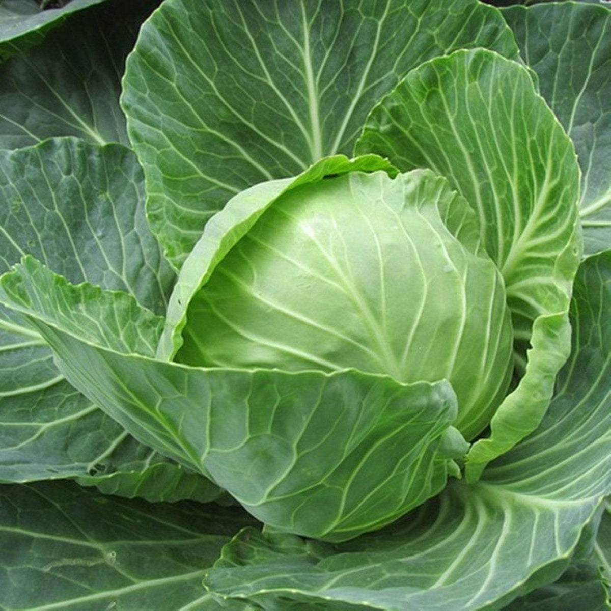White Ball Head Cabbage Blanc Thurnen Seeds For Planting 100+ Seeds ...