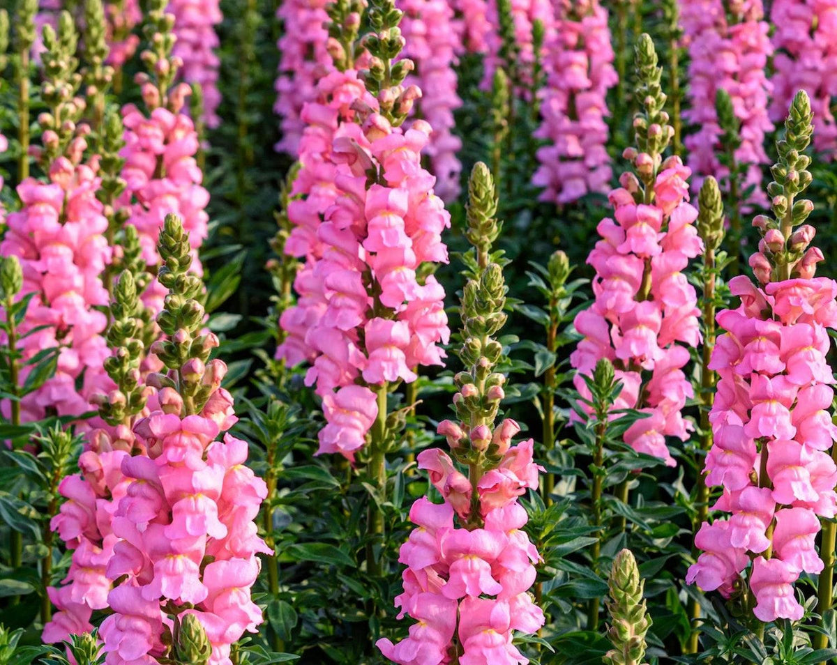 Dark Pink F1 Snapdragon Seeds, Dark Pink Snapdragons, 50+ Seeds Flower ...