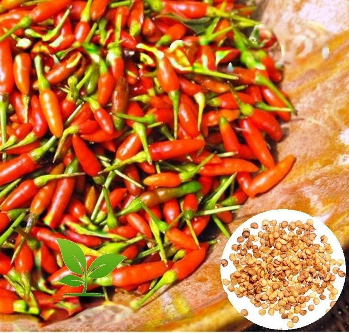 35+ Seeds Capsicum Frutescens Sri Lankan Heen Kochchi Seeds Siling Lao ...
