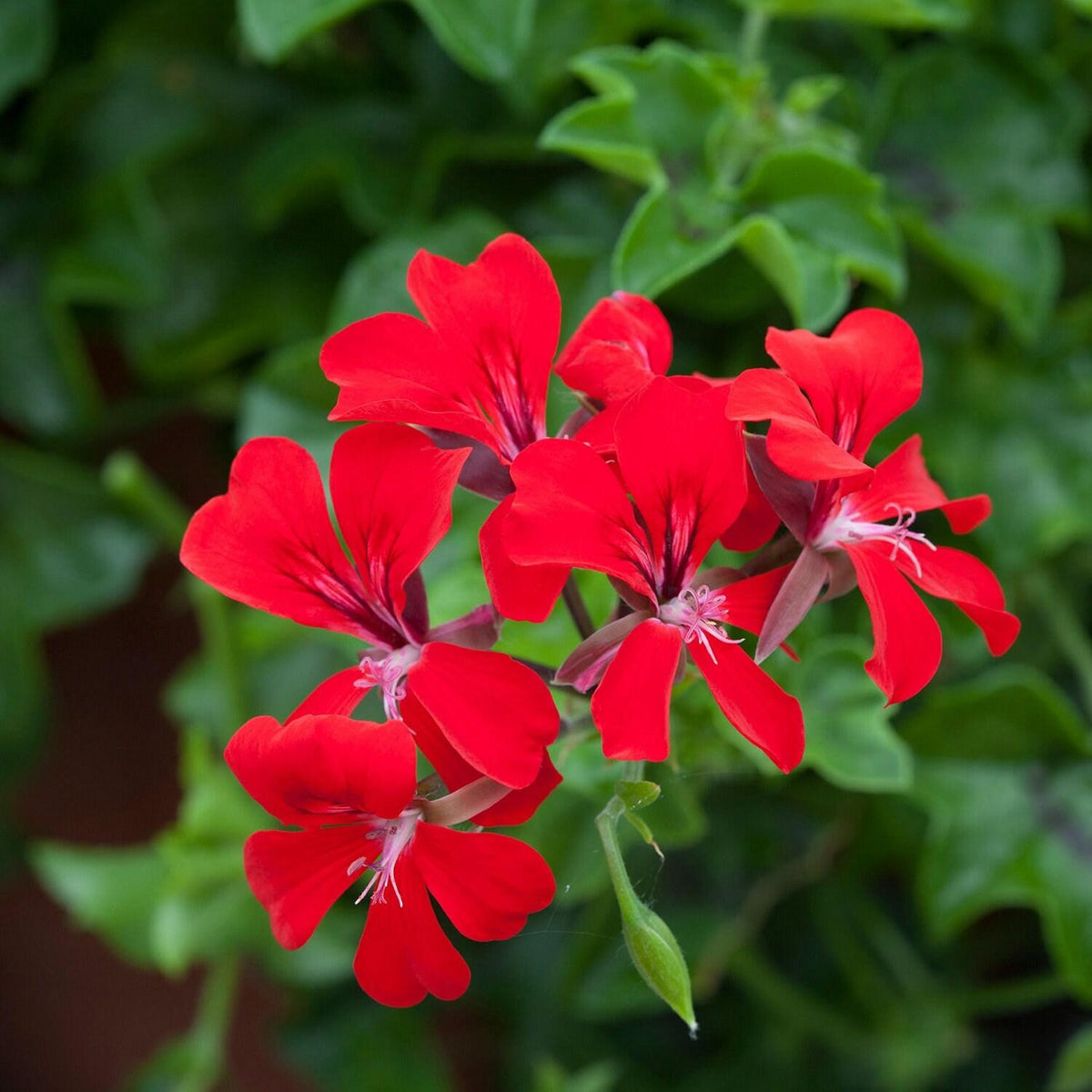 Bin Rd Reach Out Red Geranium Seeds Thru 100+ Seeds Ivy Geranium Seeds ...