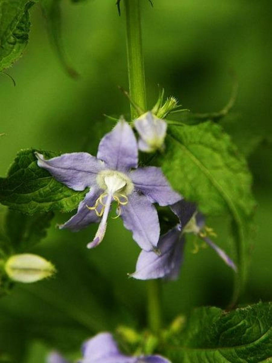 Campanula Americana Tall Bellflower 35+ Seeds Tiny Seeds - Perfect for ...