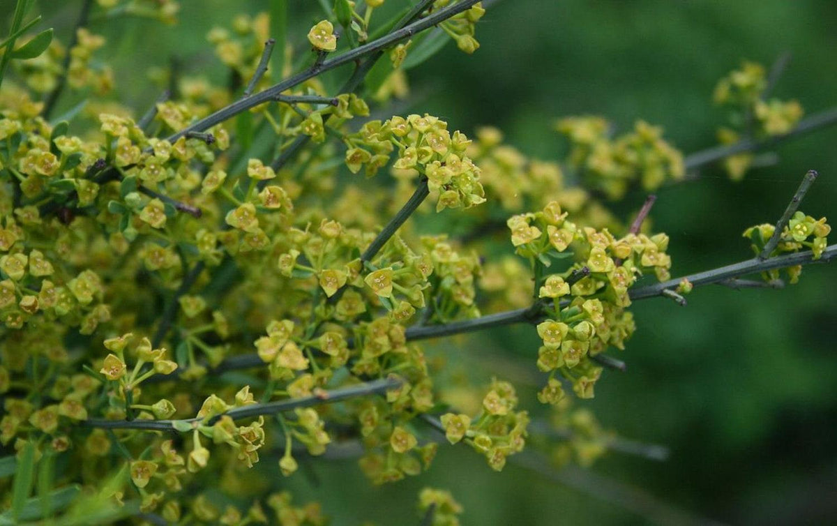 50+ Seeds Of Osyris Alba, Rouvet Blanc, Osyris Blanc - Perfect for Pla ...