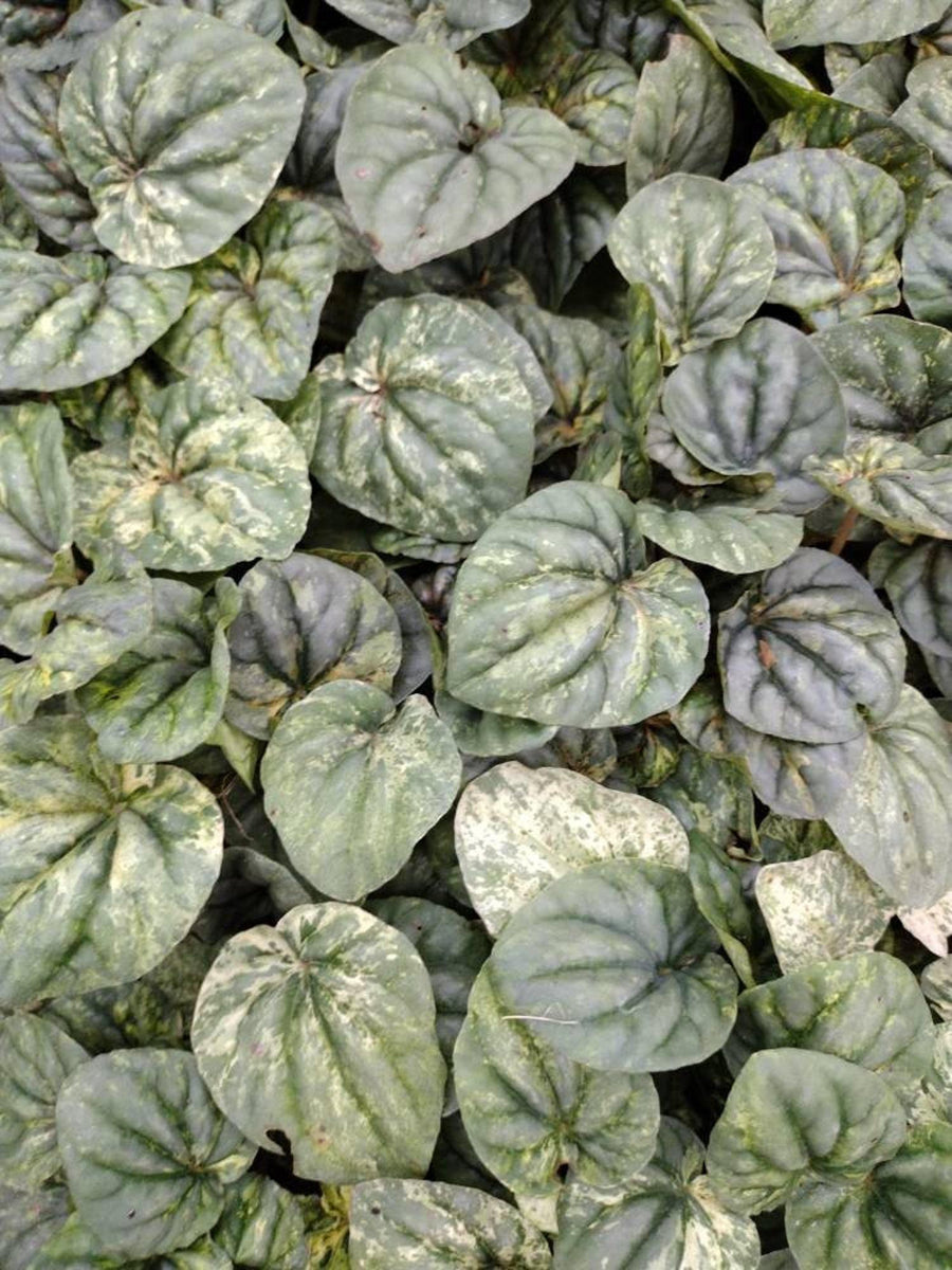 Peperomia 35+ Seeds Pink Ripple Pink Marble Seeds Plant 35+ Seeds Nurs ...