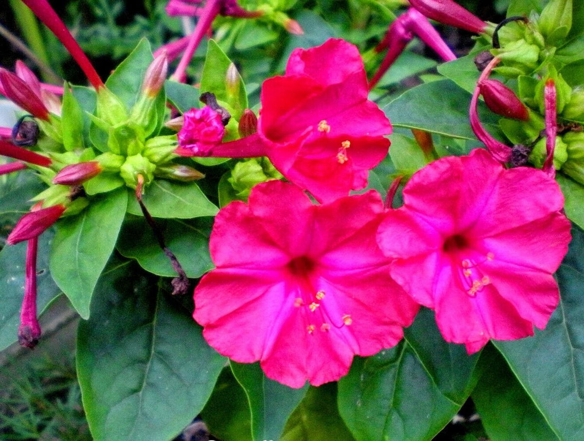 Four O Clock Flower Violet Pink 45+ Seeds Mirabilis Jalapa - Perfect f ...
