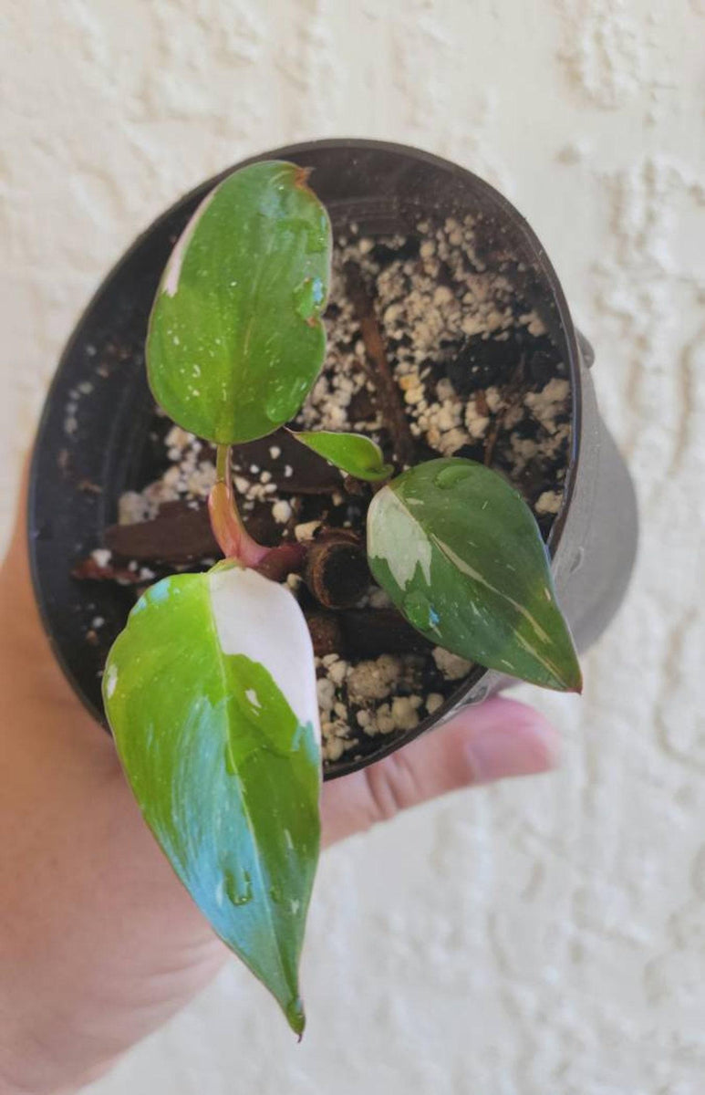 50+ Seeds Pink Princess Double Growth Point Philodendron Pink Princess ...