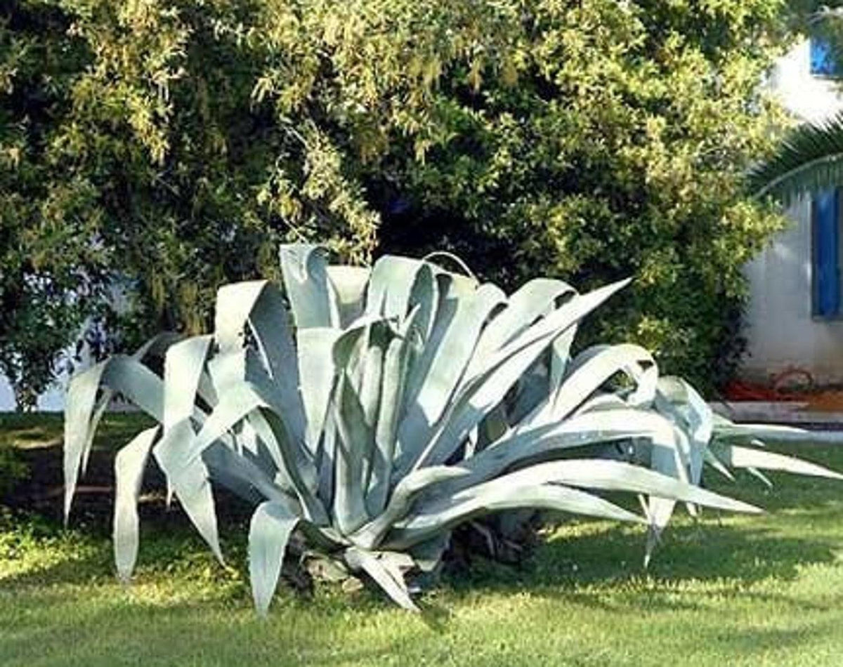 Agave Americana American Ury Plant Maguey 35+ Seeds - Perfect for Plan ...