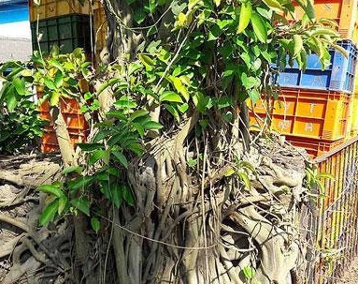 Ficus Amplissima Indian Bat Tree Pimpri Pipri Pipali 100+ Seeds - Perf ...