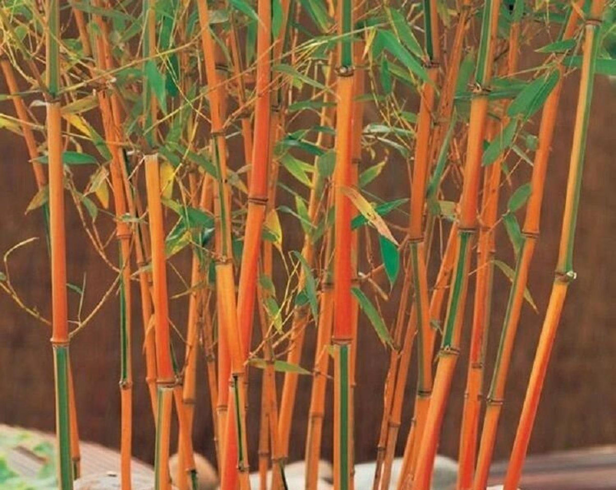 50+ Seeds Red Fountain Bamboo Seeds, Clumping Bamboo, Landscaping Plan – Seeds World Garden
