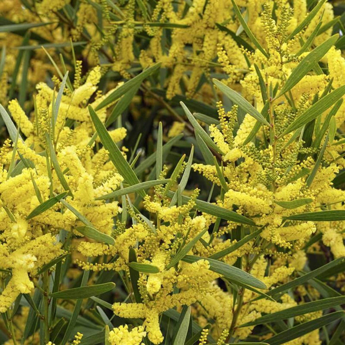 50+ Seeds Of Golden Mimosa, Acacia Longifolia - Perfect for Planting a ...