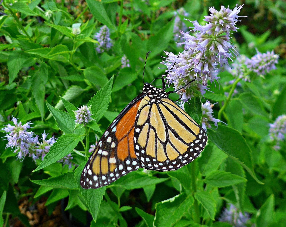 Anise Hyssop (agastache Foeniculum) Packet Of 35+ Seeds With - Perfect ...