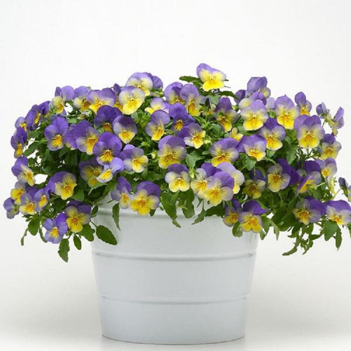 Binrd Pansy Cool Wave Blue Swirl Seeds 100+ Seeds Seeds Trailing Pansy ...