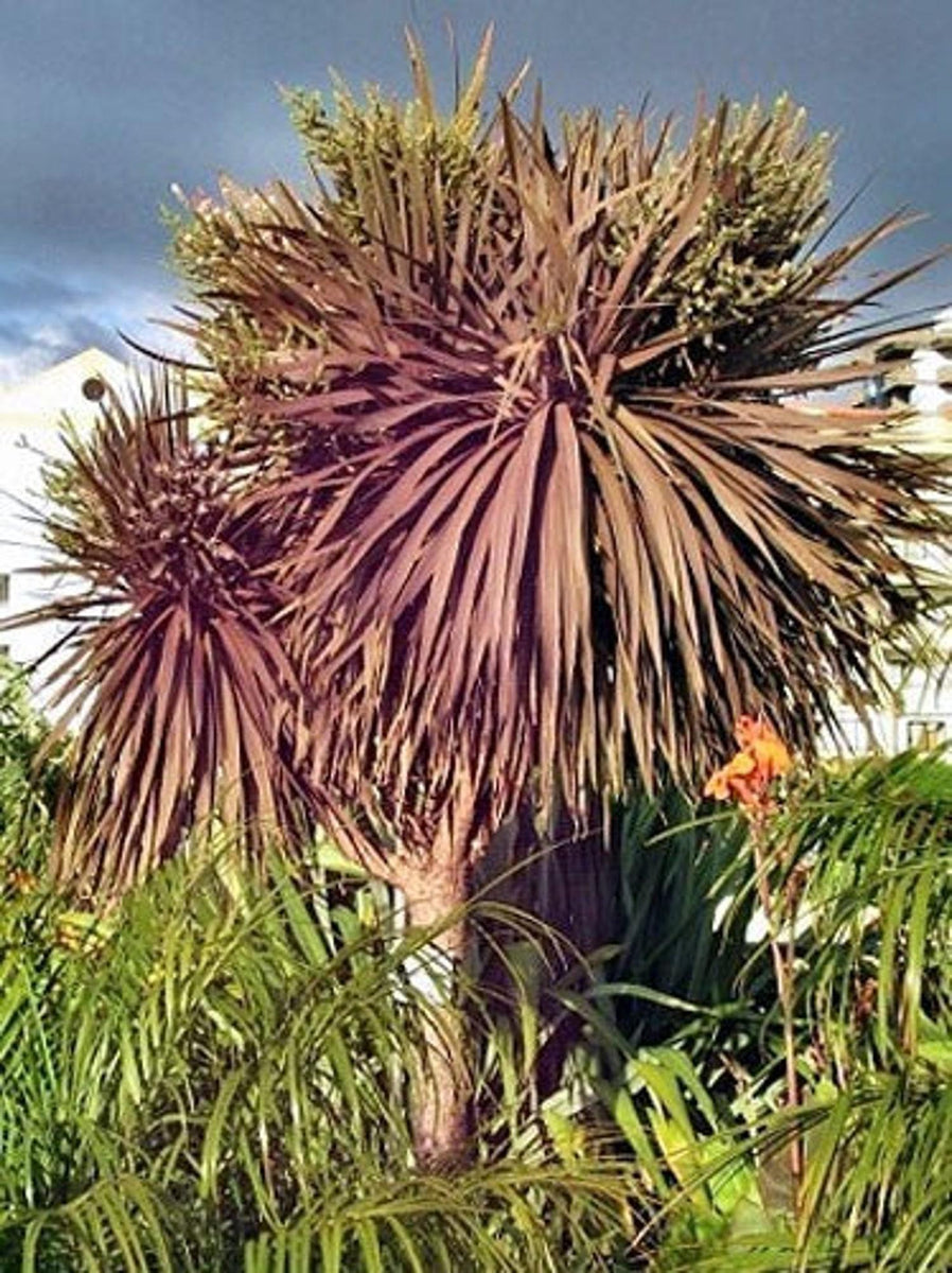 Cordyline Australis Purpurea Red Cabbage Tree 35+ Seeds - Perfect for ...