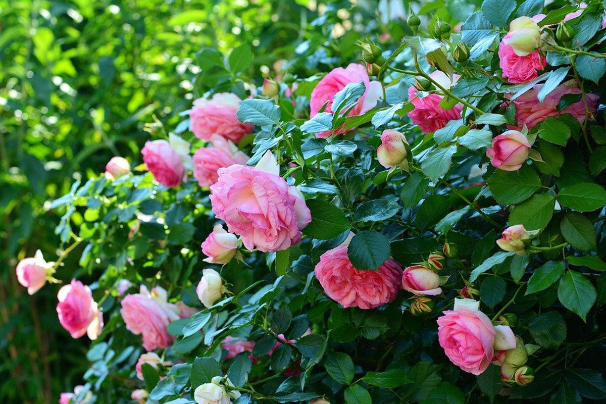 35+ Seeds Angel Wings Miniature Rose Seeds, Rosa Chinensis, Rose - Per ...