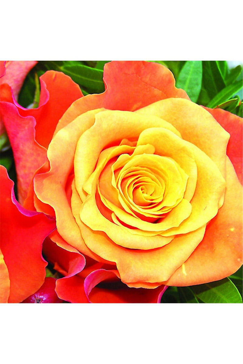 Fire Fairy Rose Seeds, 30+ Seeds Per Pack - Perfect for Planting and G ...