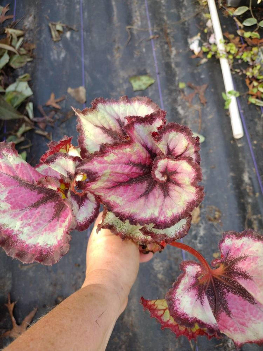 Begonia Harmony Hypnosis Plant 35+ Seeds Grower Nursery Hard To Find S ...