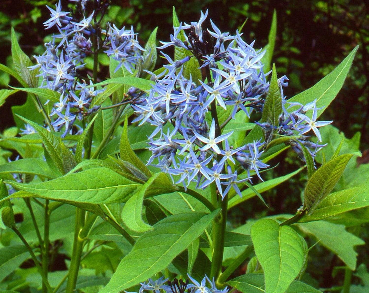Eastern Bluestar Amsonia Tabernaemontana 35+ Seeds () - Perfect for Pl ...