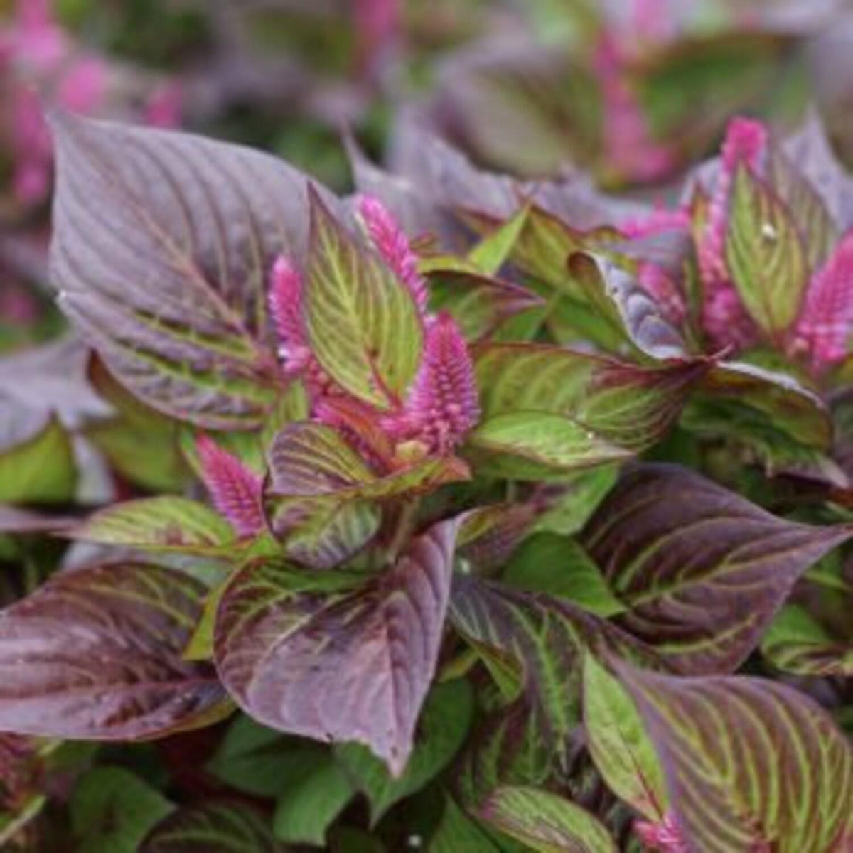 Celosia Sol Gekko Green 35+ Seeds Pelleted Celosia Seeds New Foliage C ...