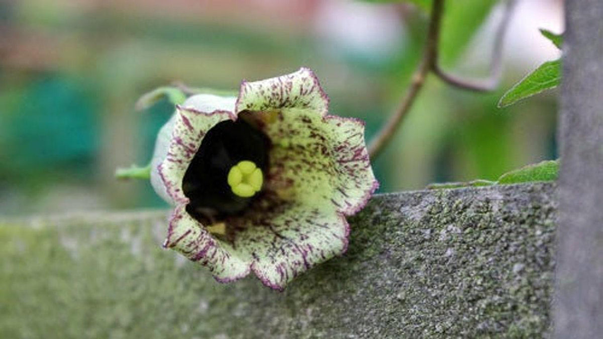 Codonopsis Viridis Bonnet Bellflower 35+ Seeds Tiny Seeds - Perfect fo ...