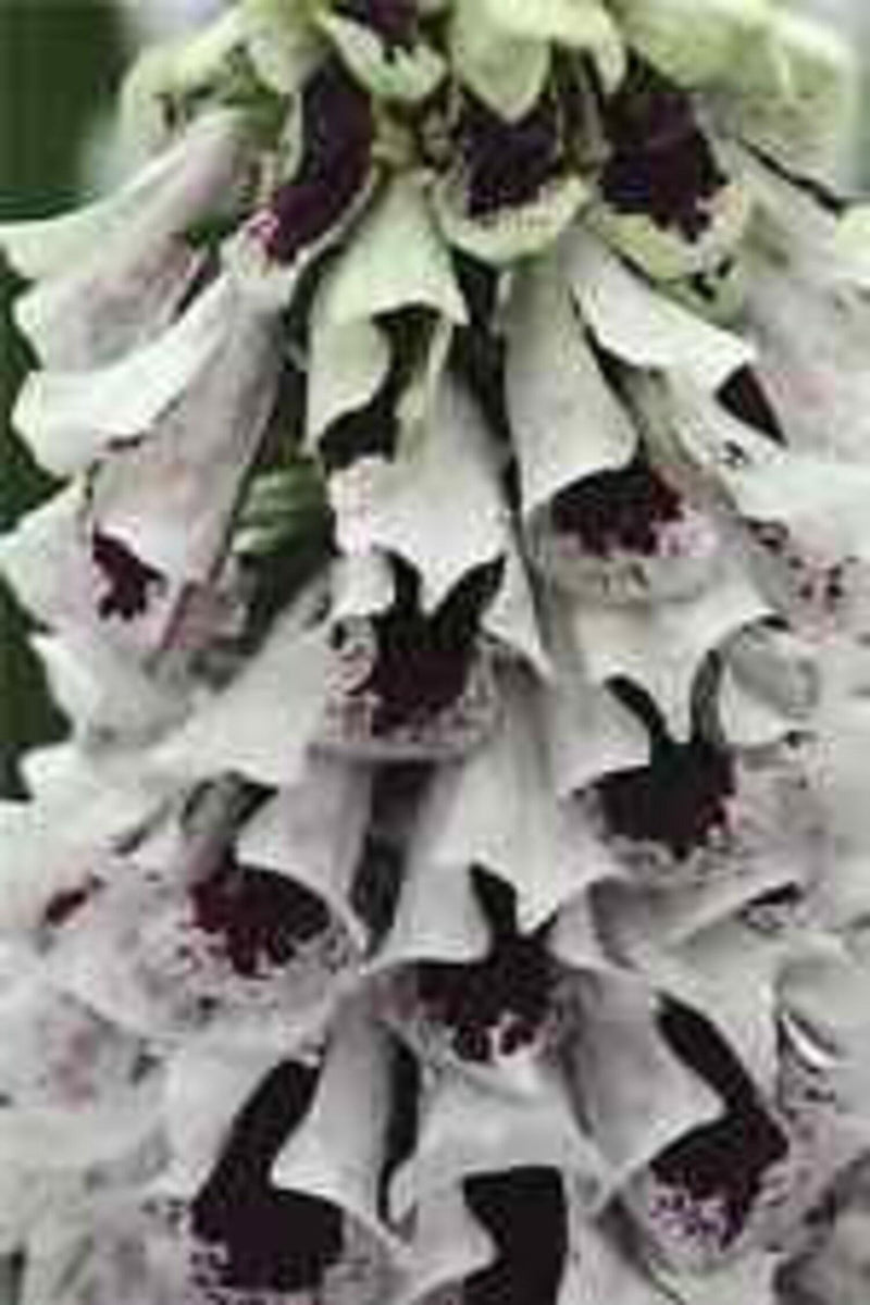 50+ Seeds Pam S Split Foxglove Digitalis Flower Seeds - Perfect for Pl ...