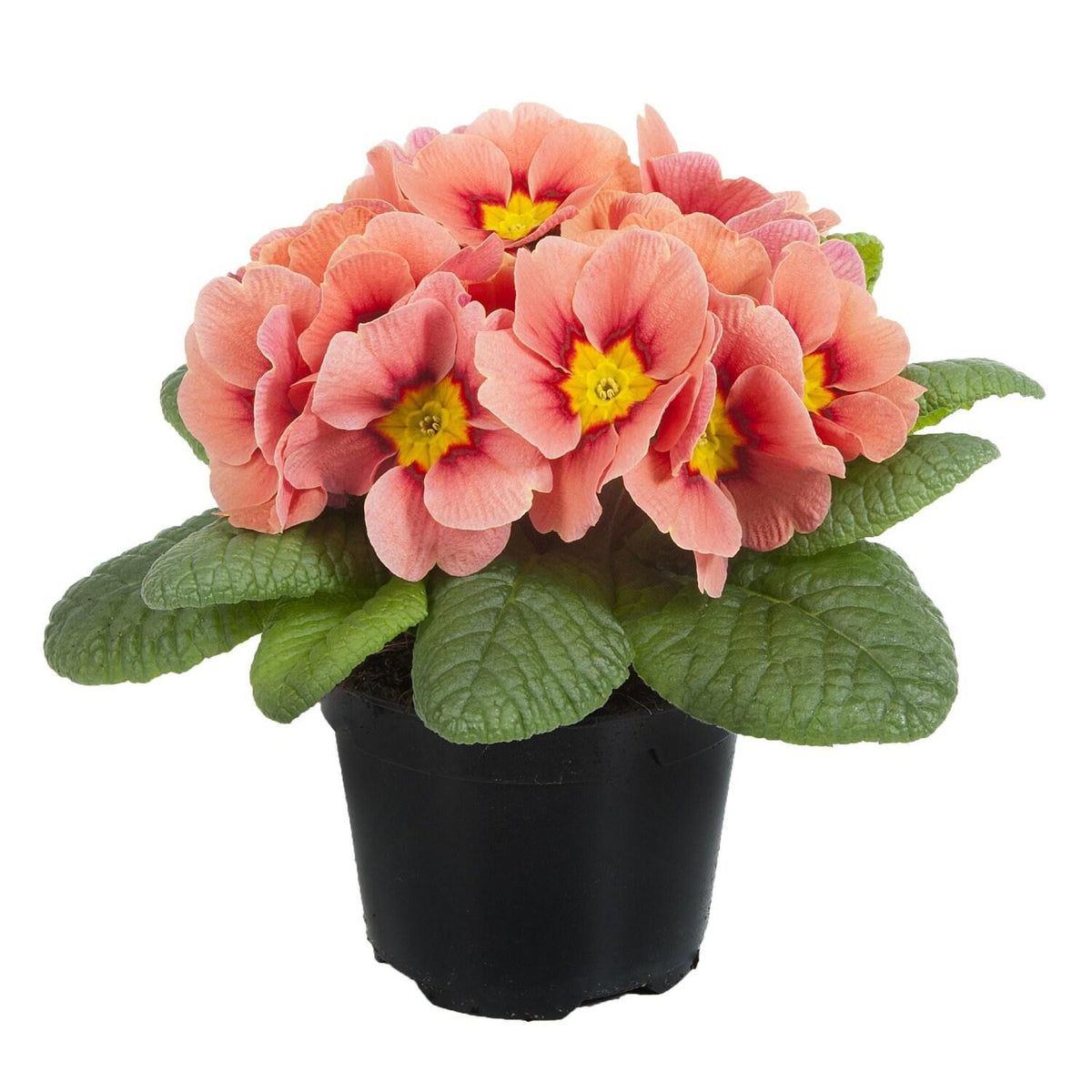 Primula Seeds Primula Paradiso Early Salmon 50+ Seeds Primrose Seeds ...