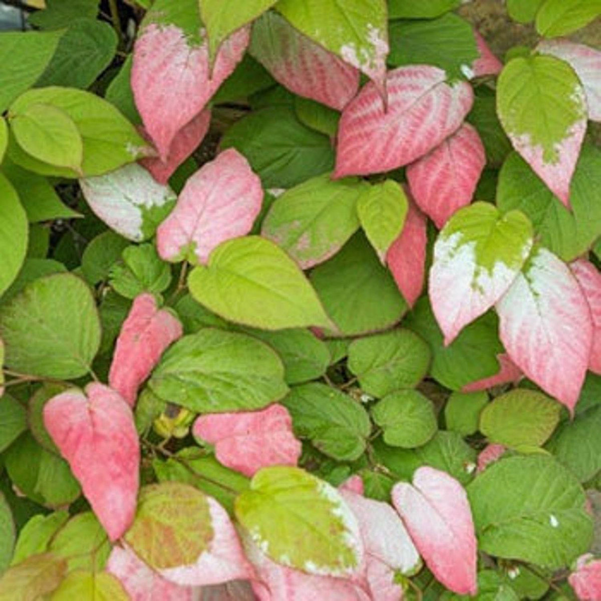 Actinidia Polygama Silver Vine Cat Powder Rare 35+ Seeds - Perfect for ...
